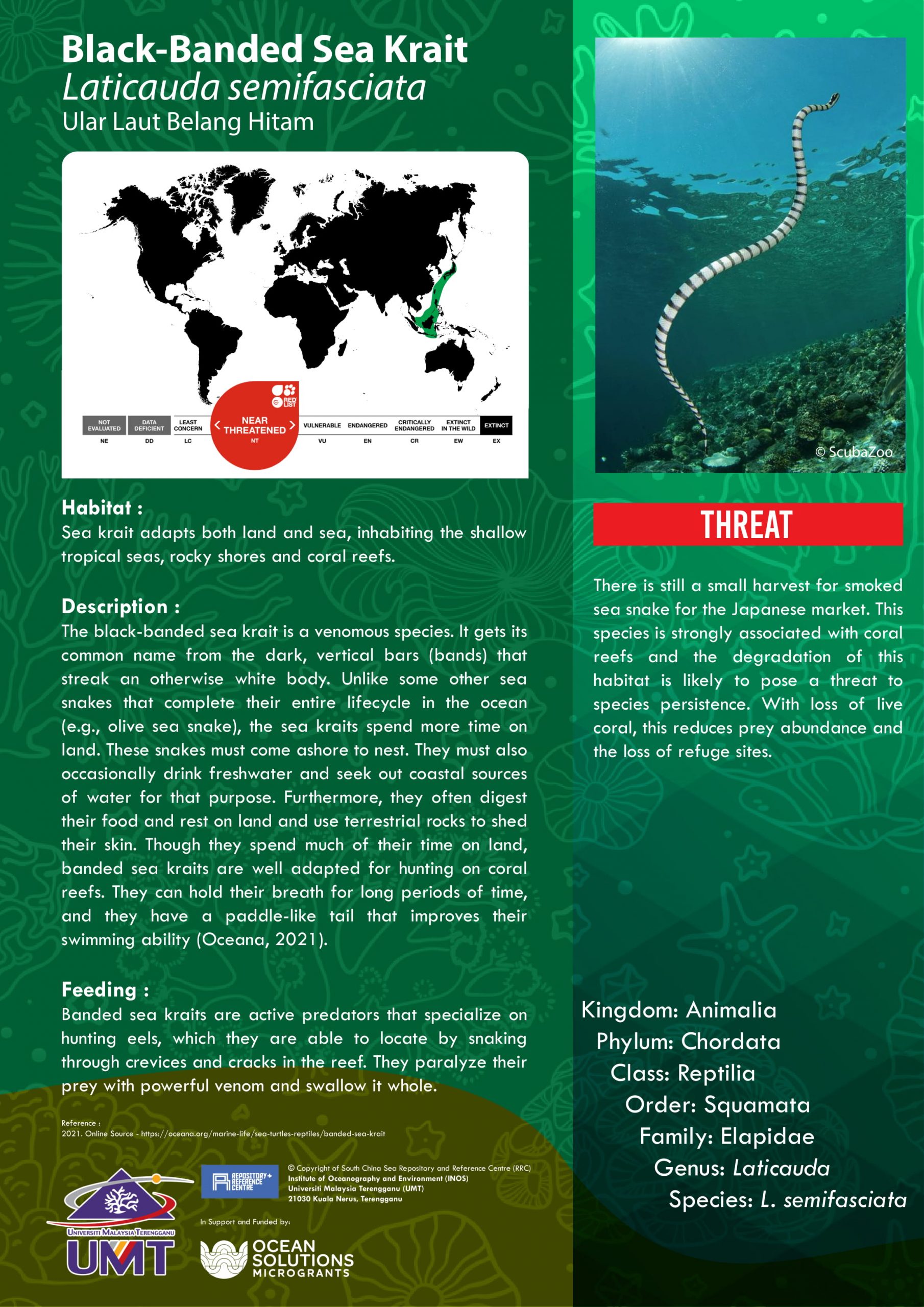 Black Banded Sea Krait - RRC | Pusat Rujukan & Repositori Laut China ...